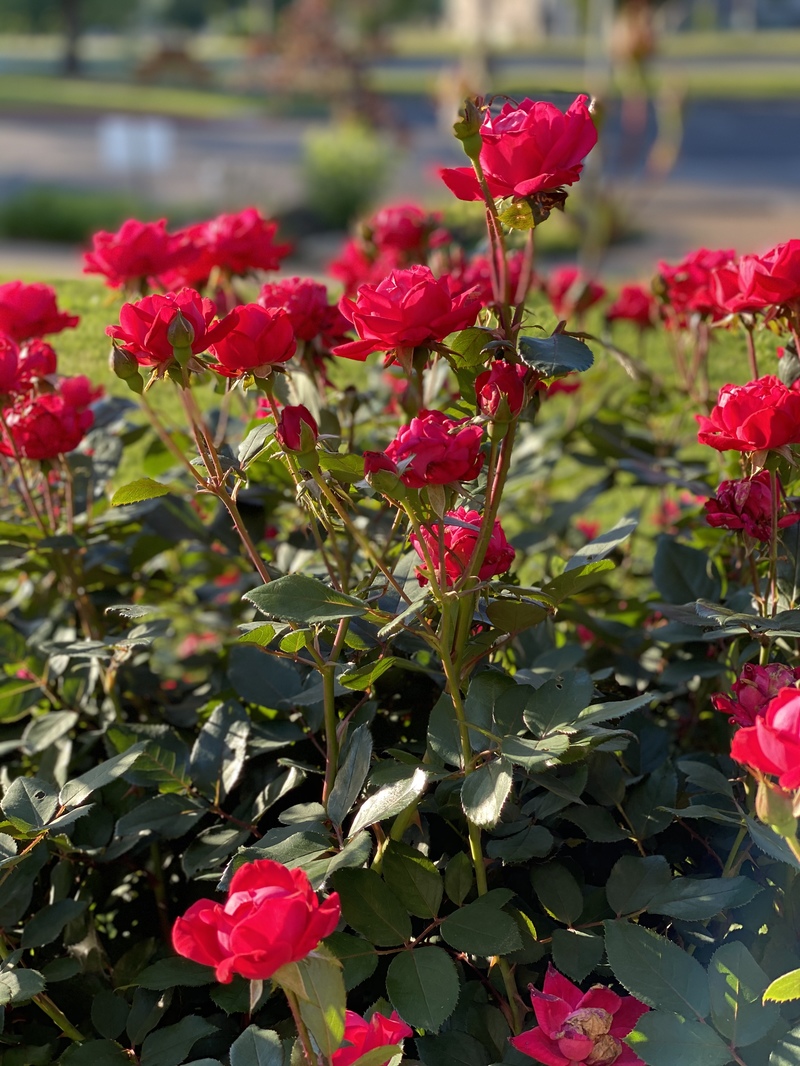 Urban Nature Photography, nature photographs